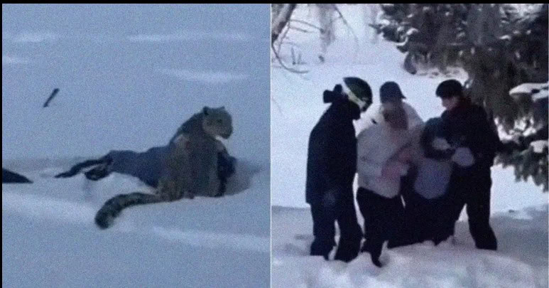 Ski and Snow Magazine - Snow Leopard Mauls Skier at Chinese Ski Resort ...